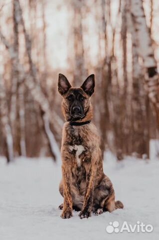 Собака в дар / метис голландская овчарка