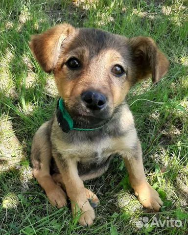 Щенок в добрые руки