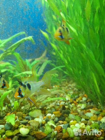 Аквариумные рыбки Апистограмма Рамирези вуалевая