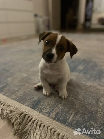 Джек Рассел терьер