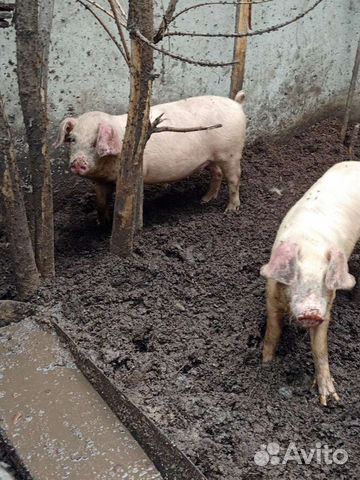 Поросенок ландрас +сибирская белая