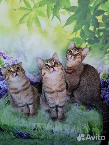 Скоттиш килт