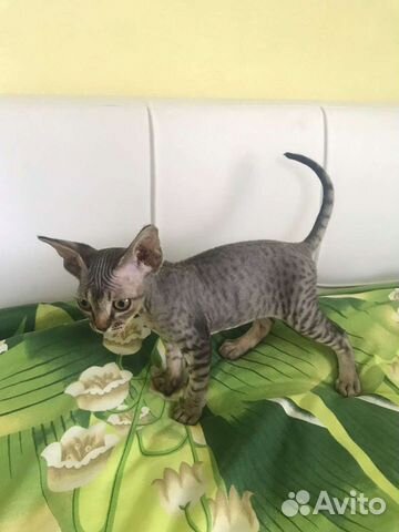 Котята девон-рекс с документами