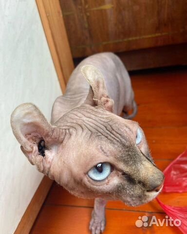 Сфинкс ищет дом