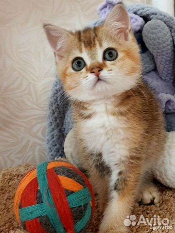 Шотландские котята мальчишки