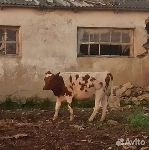 Телочка 11 месяц