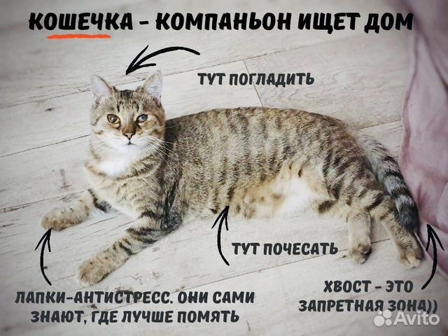 Кошечка 2,5 года