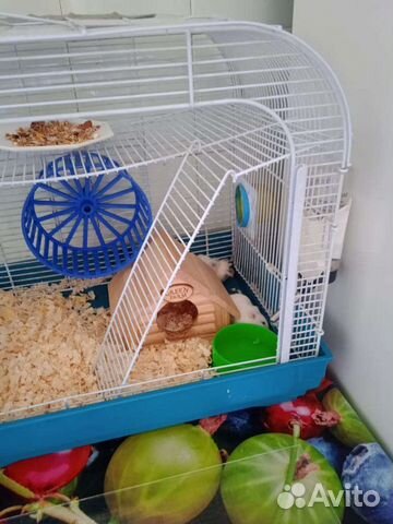 Джунгарский хомяк с клеткой