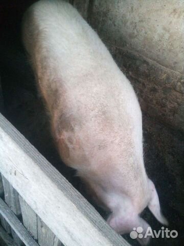 Хряк на племя