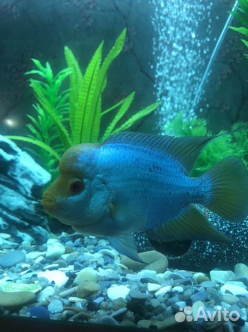 Флауэр хорн, попугаи