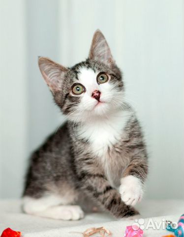 Котенок Милый с цветочком на носике в добрые руки