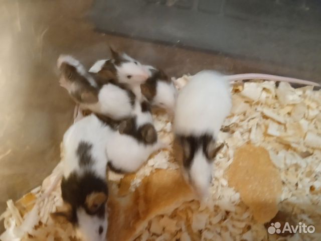 Мышки Японские Карликовые