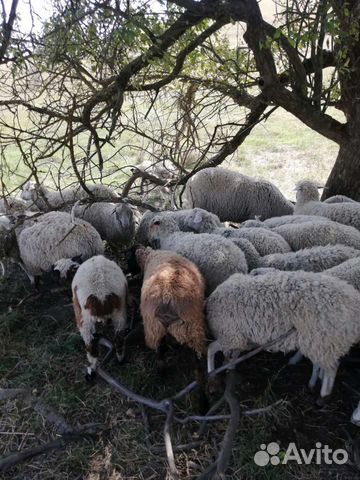 Ягнята барачики