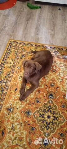 Щенки лабрадора шоколадные