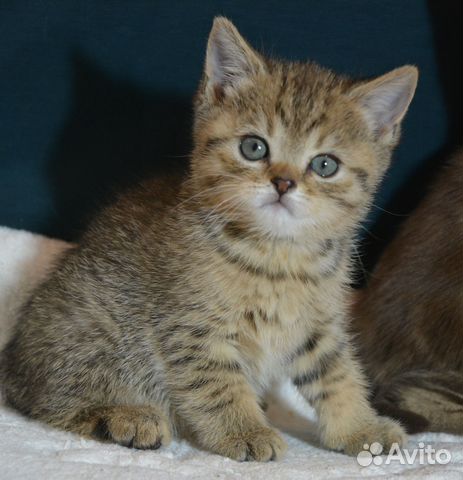 Британский тигр