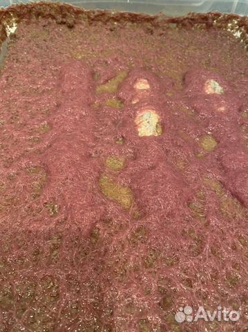 Трубочник Изя