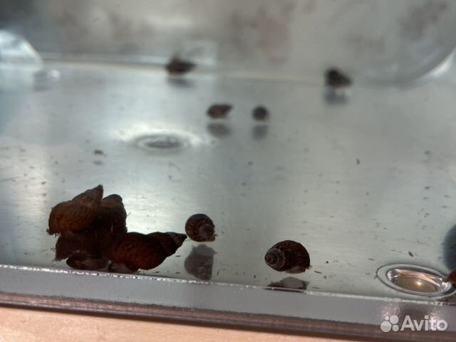 Коралл балянус