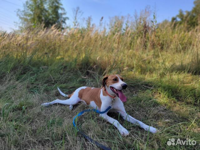 Прекрасному Вуди не место в приюте
