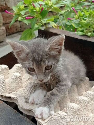 Котенок Марик