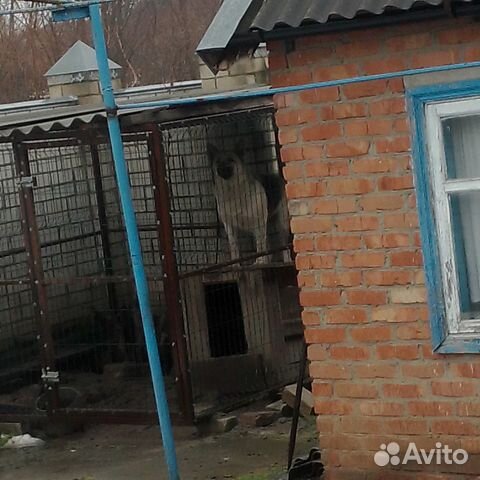 Восточноевропейская овчарка в добрые руки