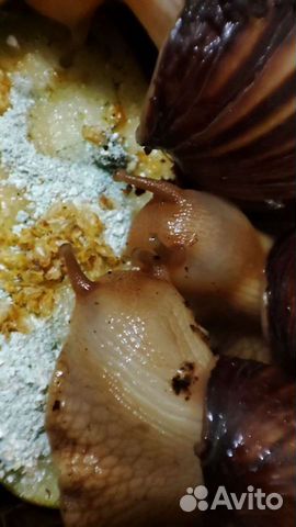 Улитки ахатины