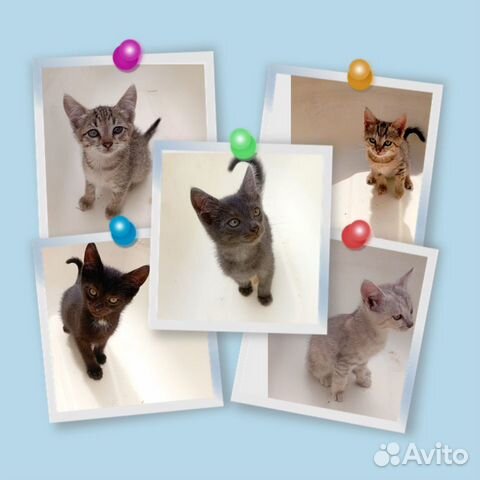 Котятам нужен дом