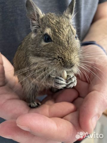 Белка Дегу с клеткой