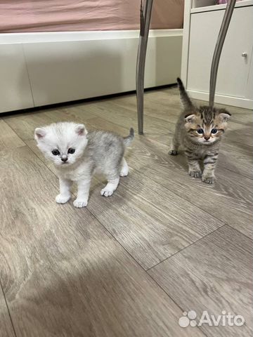 Британские котята