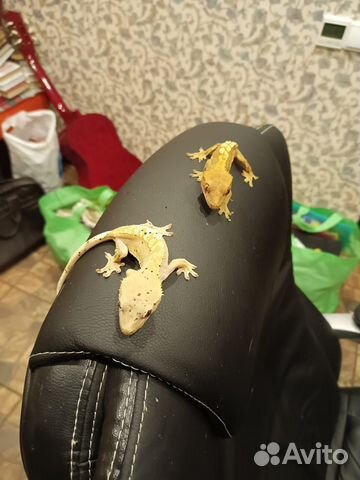 Геккон бананоед (2шт) + террариум