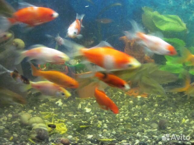 Золотые рыбки комета прудовые