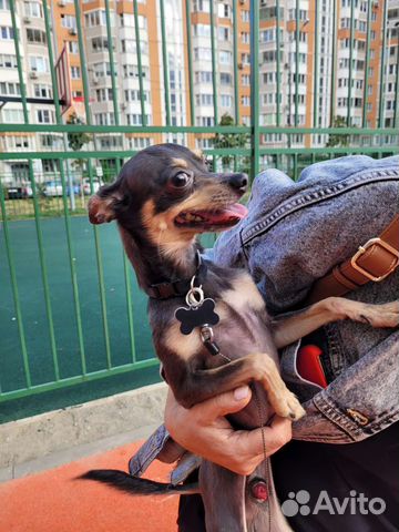 Мини той-терьер вязка