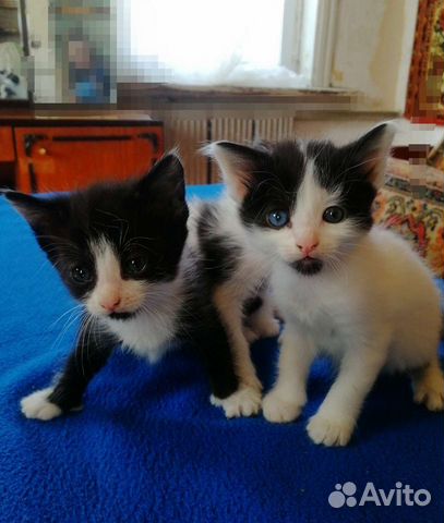 Котята 1 месяц