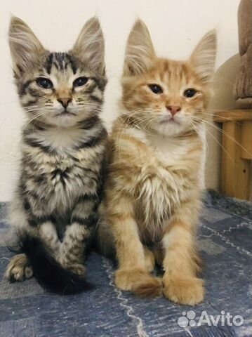Котята ищут дом