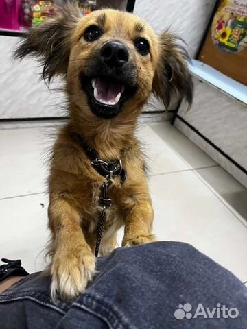 В добрые руки