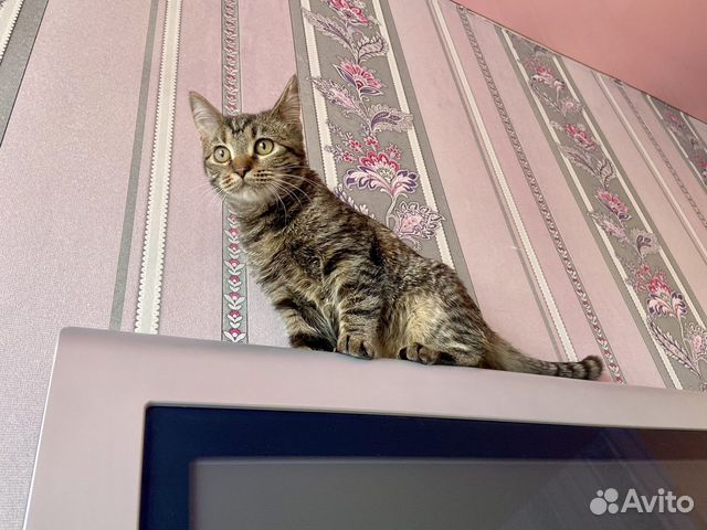 Котёнок 6 мес девочка пятнисто-полосатая