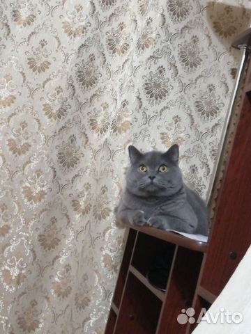 Отдам бесплатно, кот фелекс
