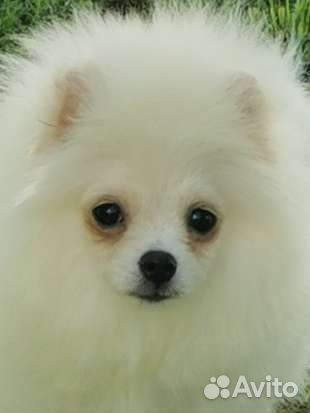 Малыш Алекс)