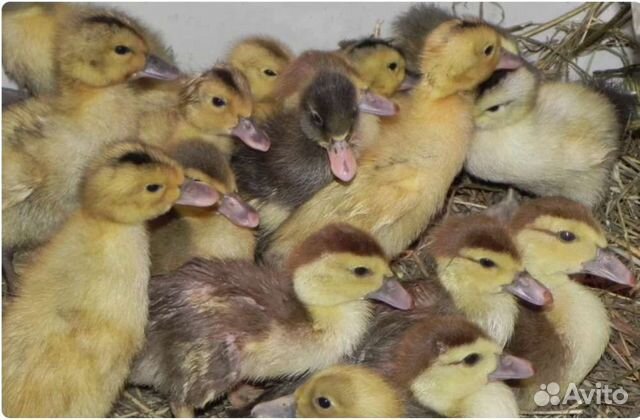 Индоутята с уткой