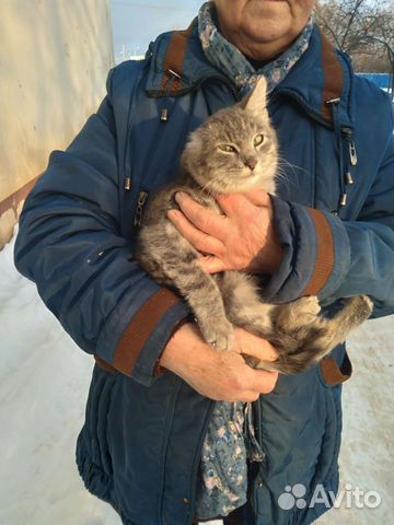 Котёнку без ушками нужен дом