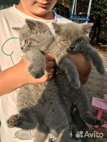 Британские котята