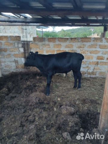 Бычки и быки на мясо