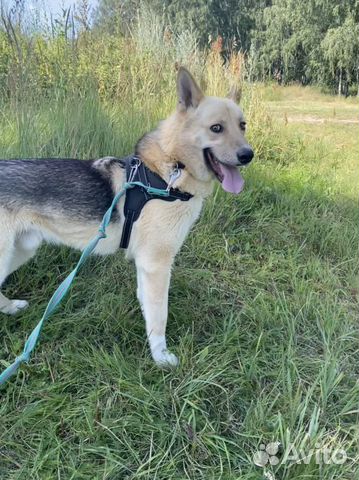 Помогите Джокеру найти дом и стать счастливым