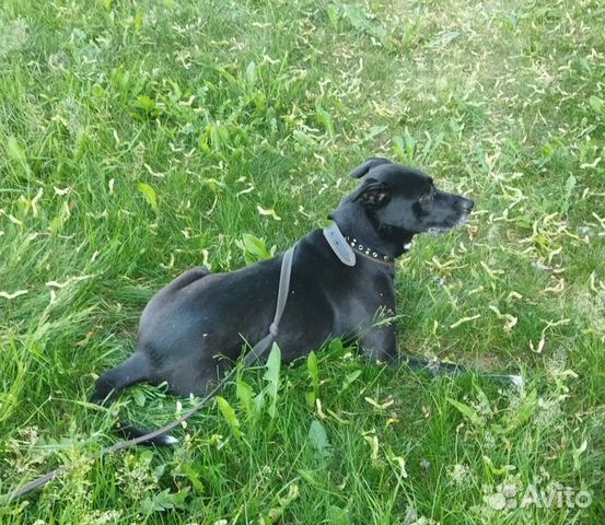 Собака в добрые руки отдам бесплатно