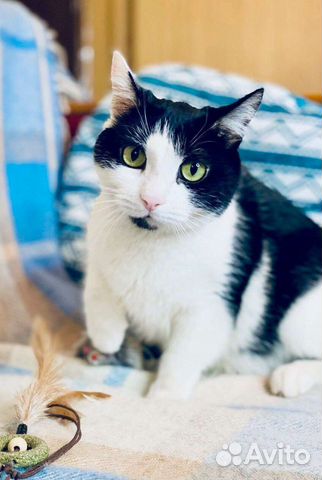 Мадлеша настоящая кошка