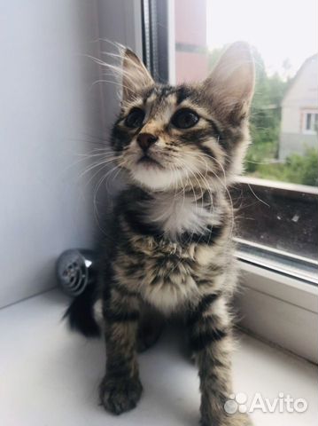 Маленька киска в добрые руки