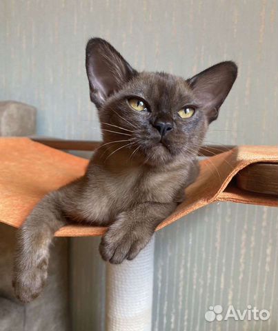 Бурманские котята