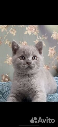 Британский котёнок девочка лиловый окрас