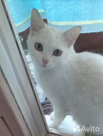 Белоснежная малышка ждет маму (стерилизована)