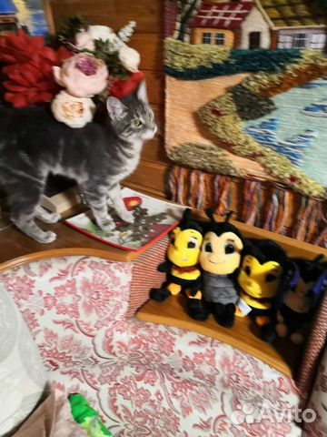 Котенок европейский гладкошерстный