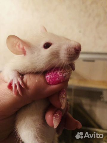 Крысята альбиносы